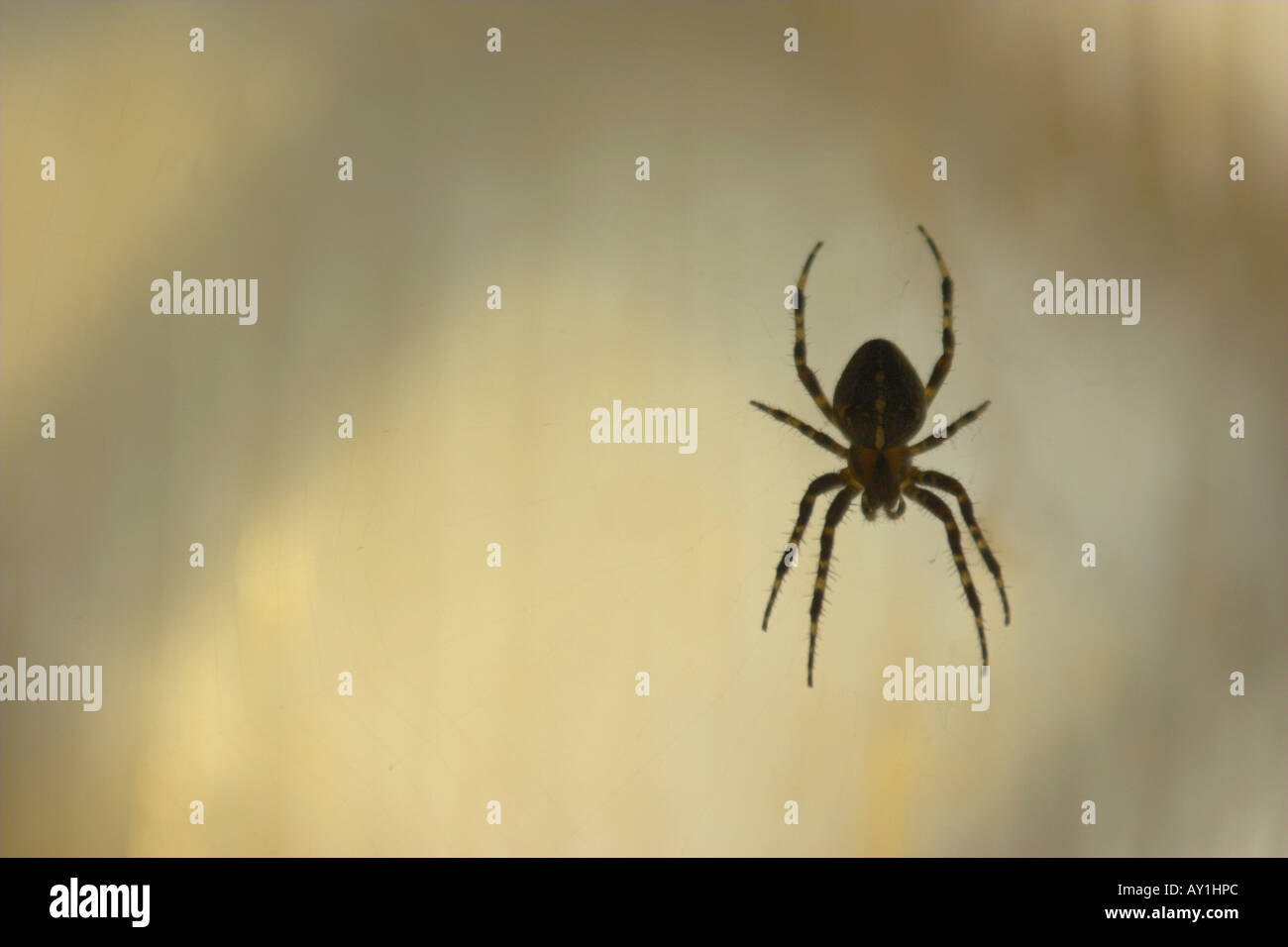 A female garden spider (Araneus diadematus) hanging and waiting Stock Photo - Alamy