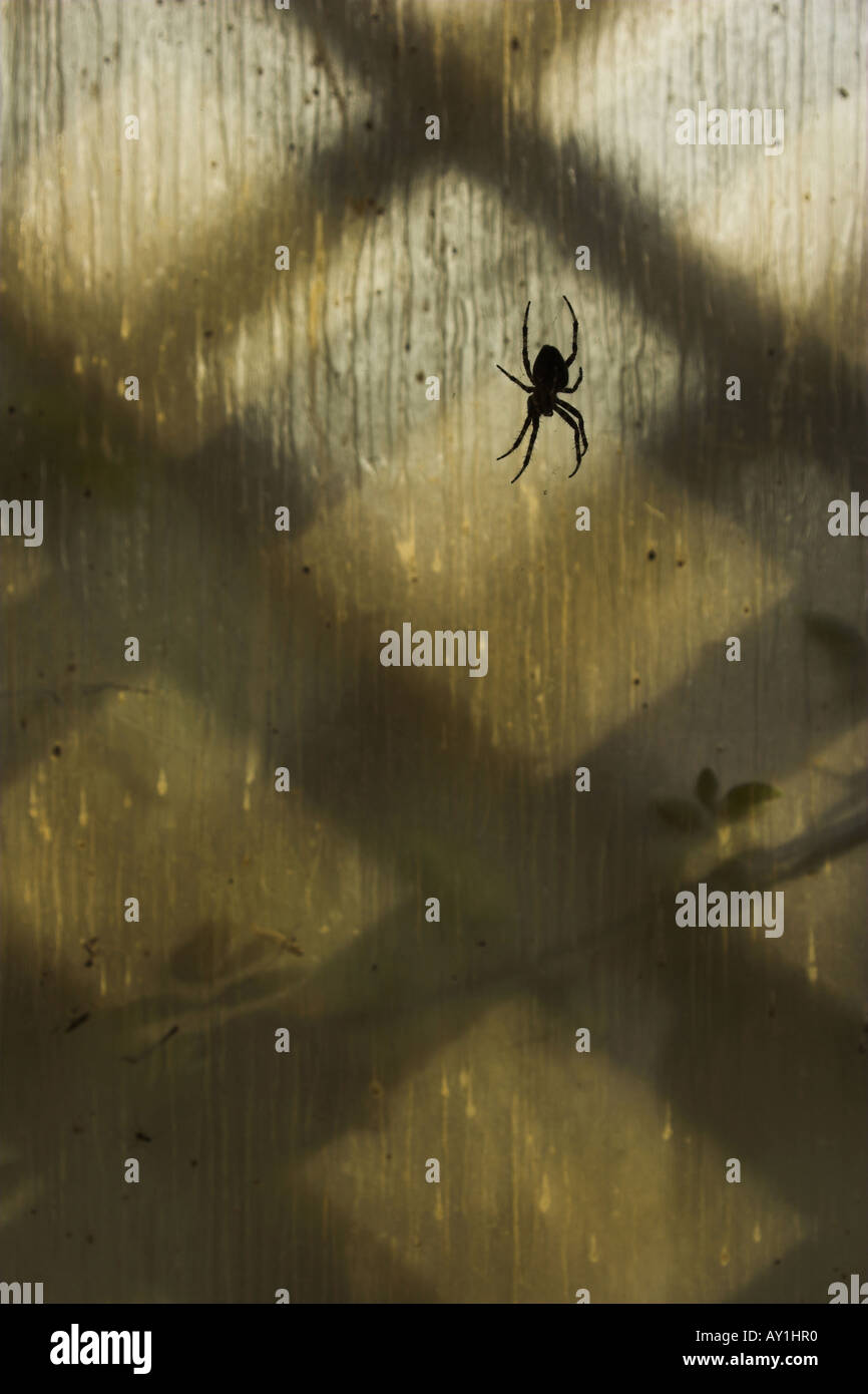 A female garden spider (Araneus diadematus) hanging and waiting Stock ...