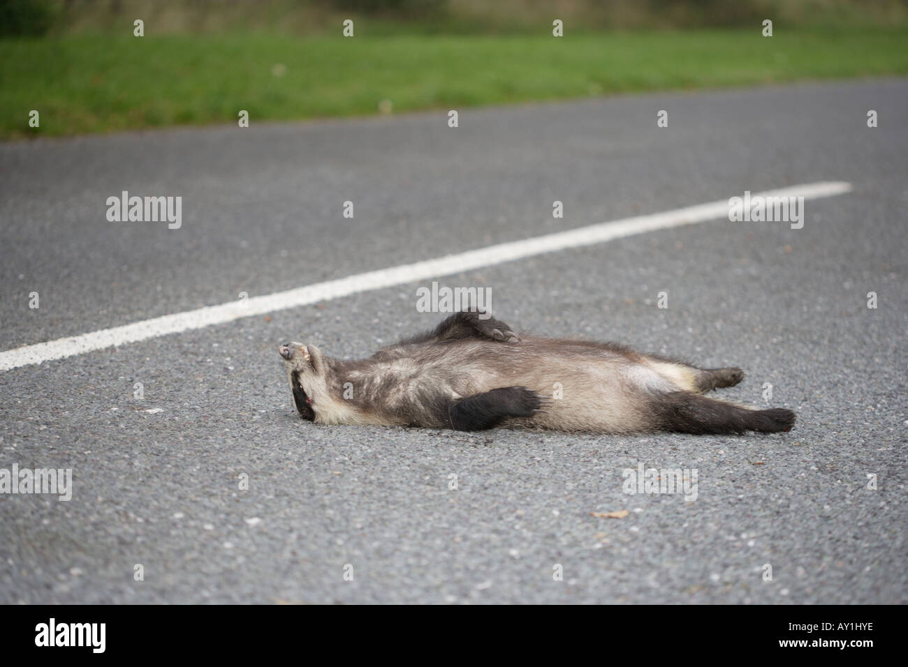 Deceased badger hi-res stock photography and images - Alamy