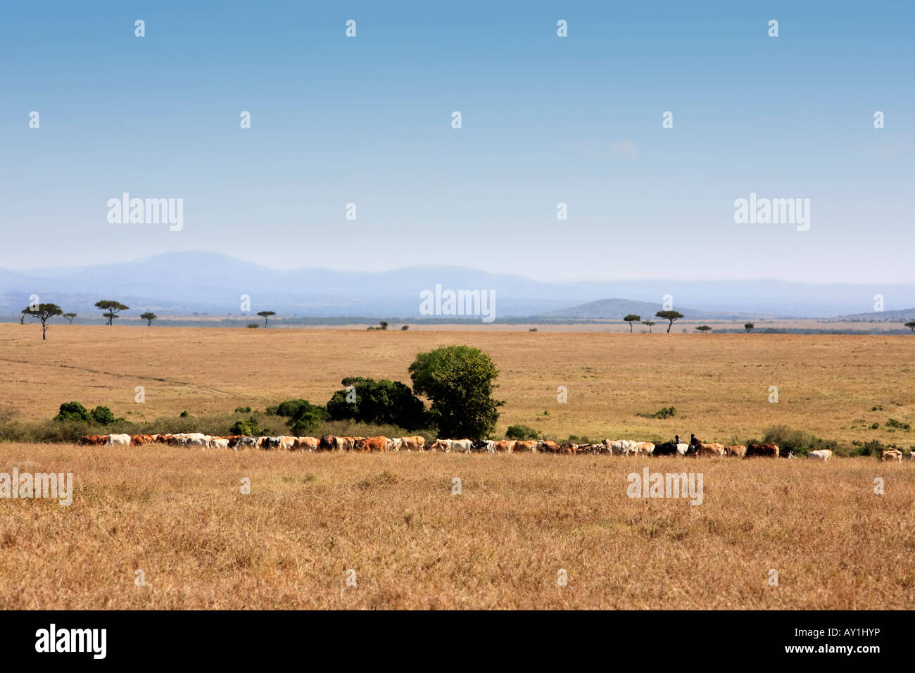 in the beautiful plains of the masai reserve in kenya africa Stock ...