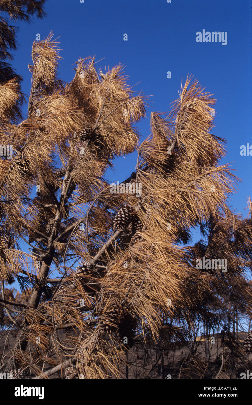 Fire branch hi-res stock photography and images - Alamy