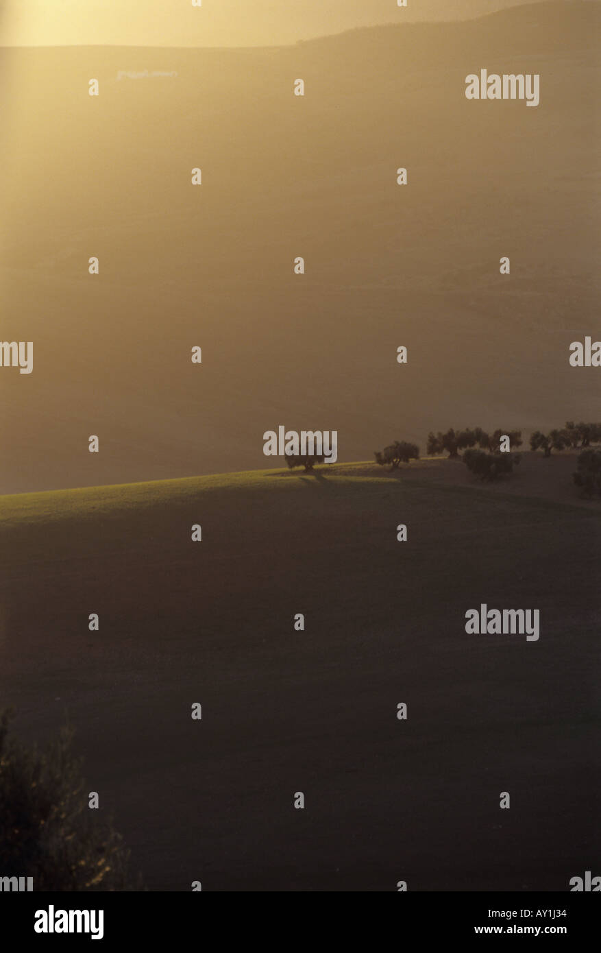 olive trees on ridge Andalusia Spain Stock Photo - Alamy