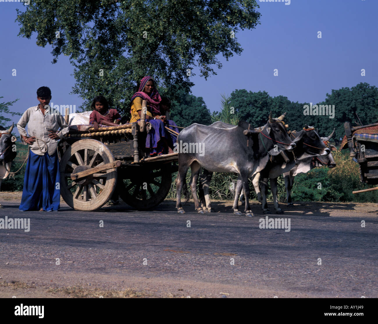 Cow cart, India Stock Photo - Alamy