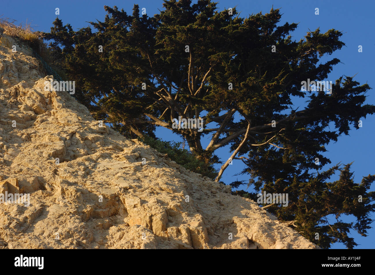 Tree on Cliff Stock Photo - Alamy