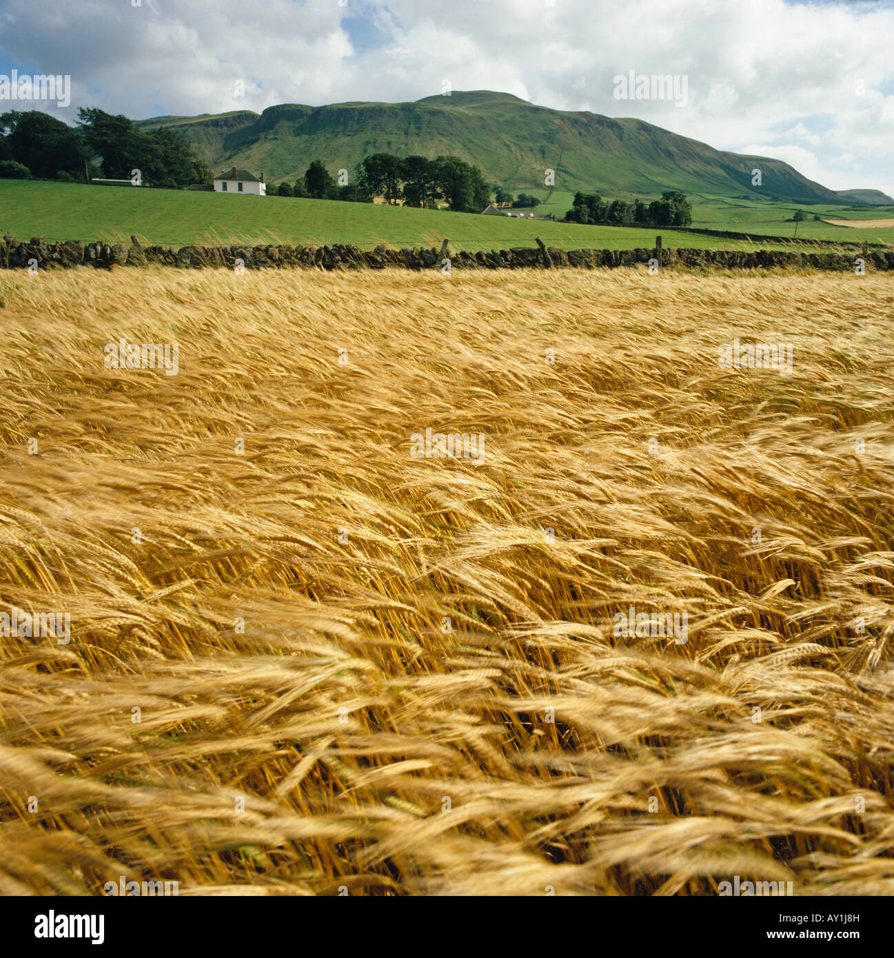Barley field scotland hi-res stock photography and images - Alamy