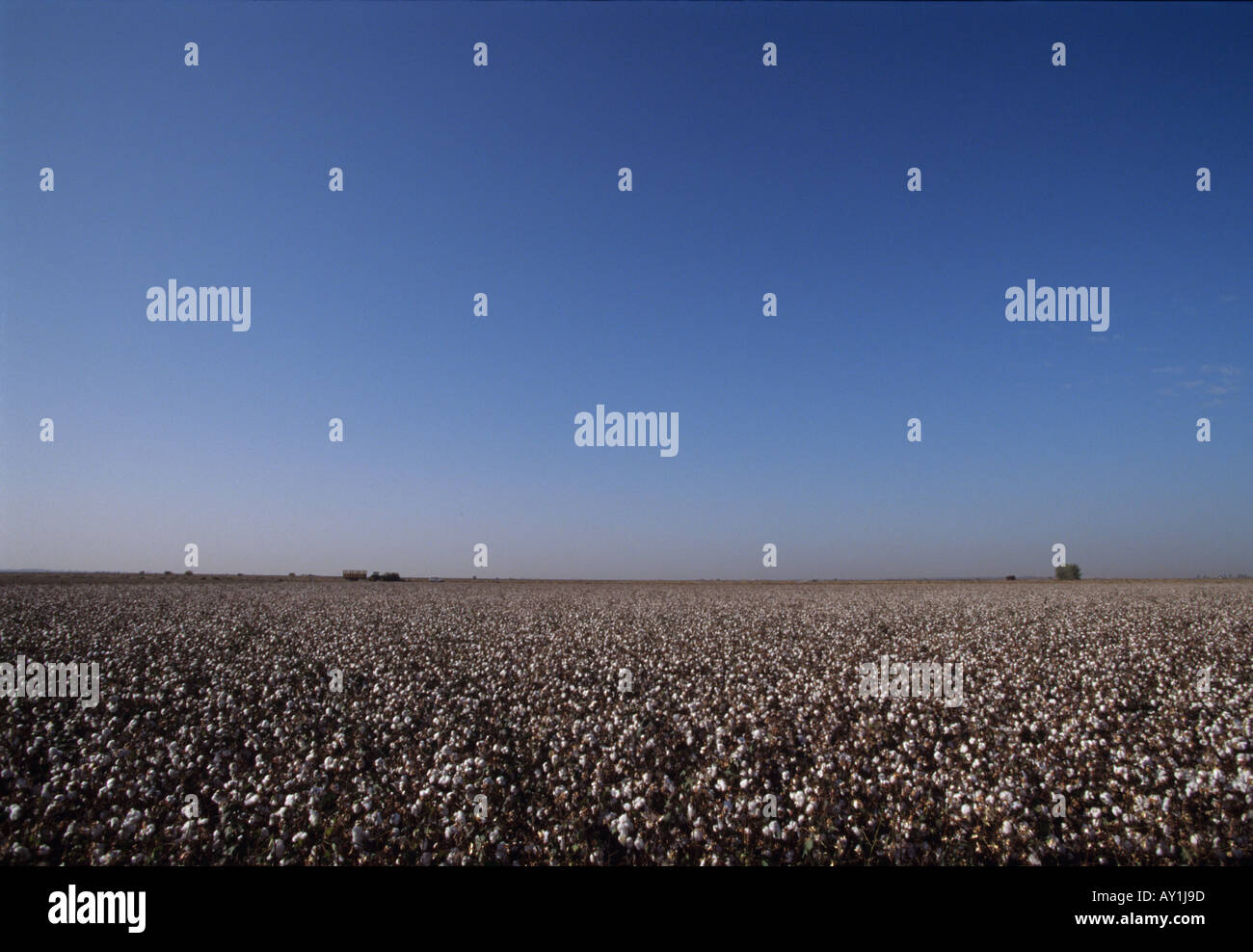 Cotton field and farmer hi-res stock photography and images - Alamy