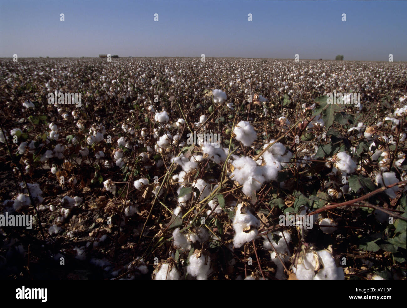 Cotton field and farmer hi-res stock photography and images - Alamy