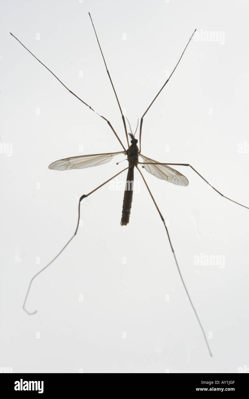 Daddy Long Legs or crane fly Stock Photo - Alamy