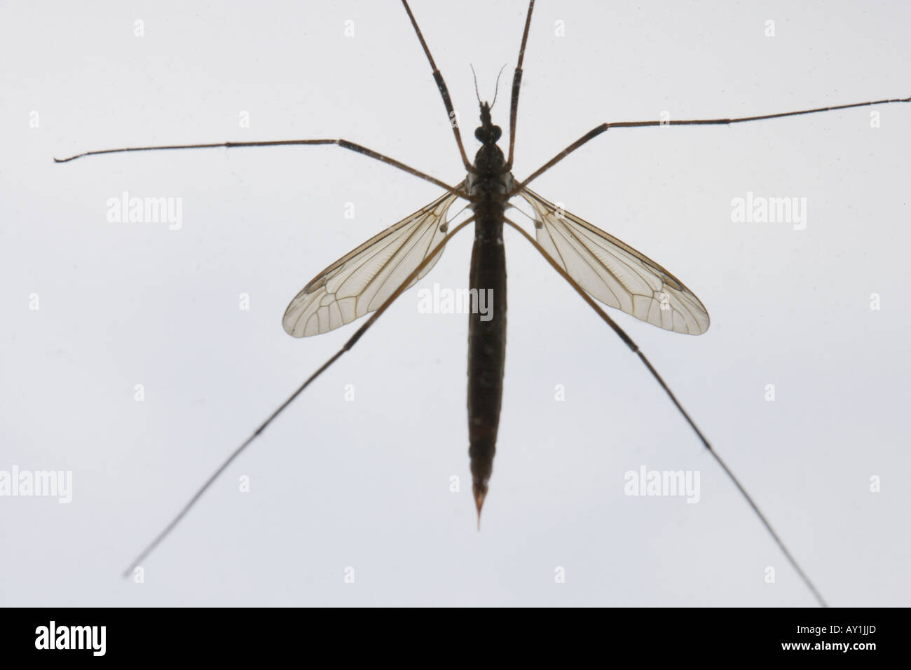 Daddy Long Legs or crane fly Stock Photo - Alamy