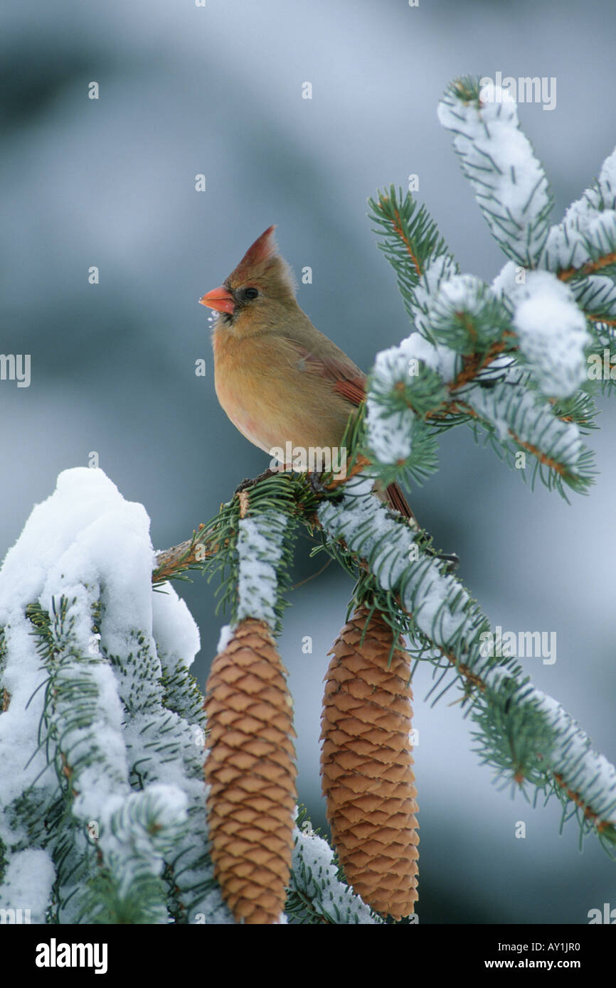 Northern cardinal female (Cardinalis cardinalis Stock Photo - Alamy