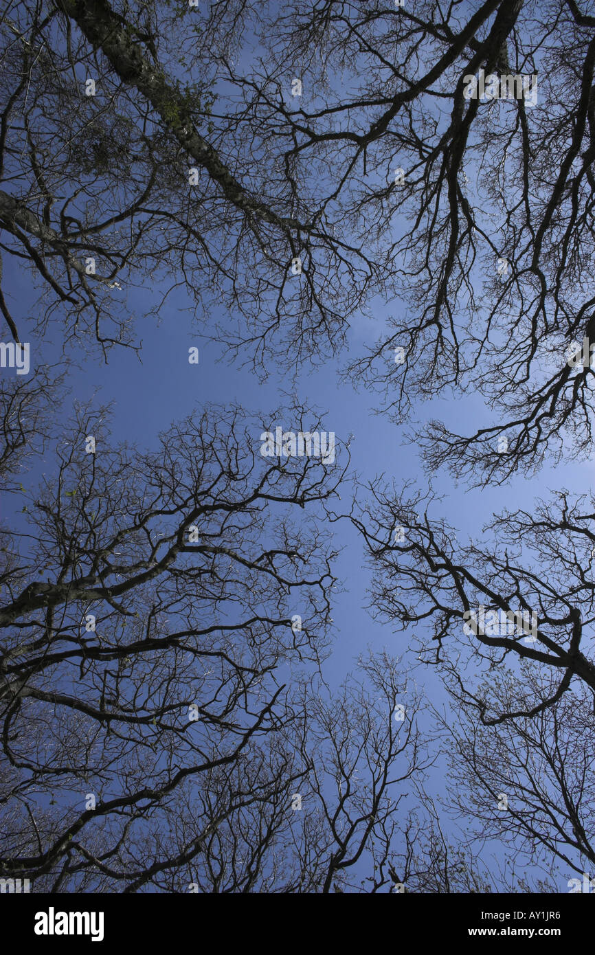 Forst and pattern hi-res stock photography and images - Alamy