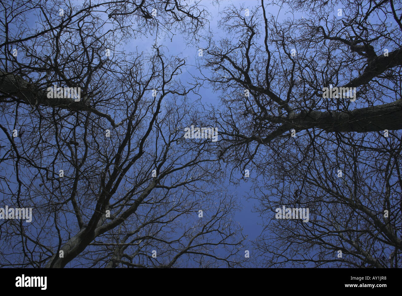 Converging trees against a blue sky Stock Photo - Alamy