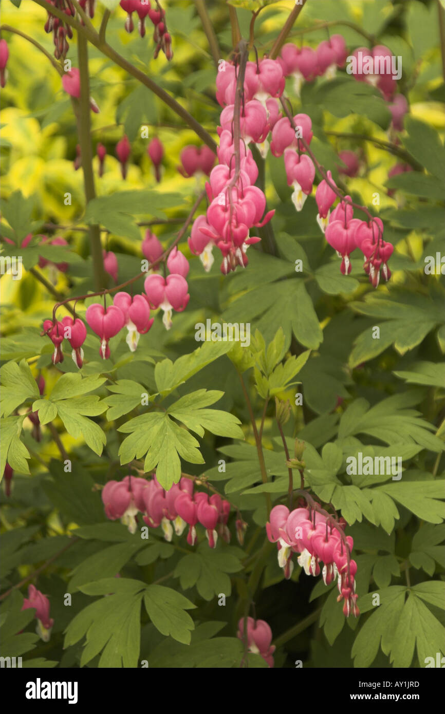 Bleeding Heart (Dicentra spectabilis Stock Photo - Alamy