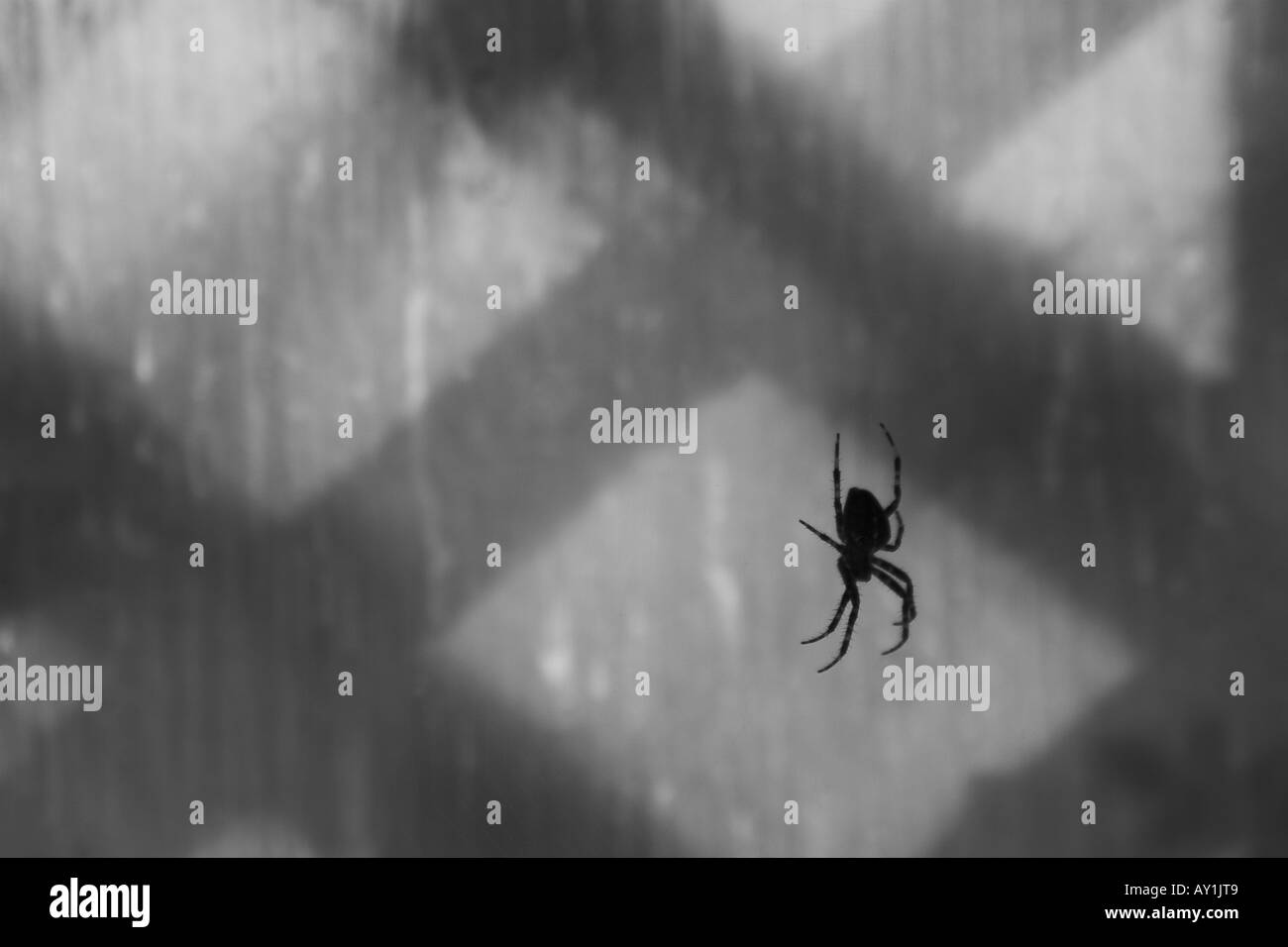 A female garden spider (Araneus diadematus) hanging and waiting Stock ...