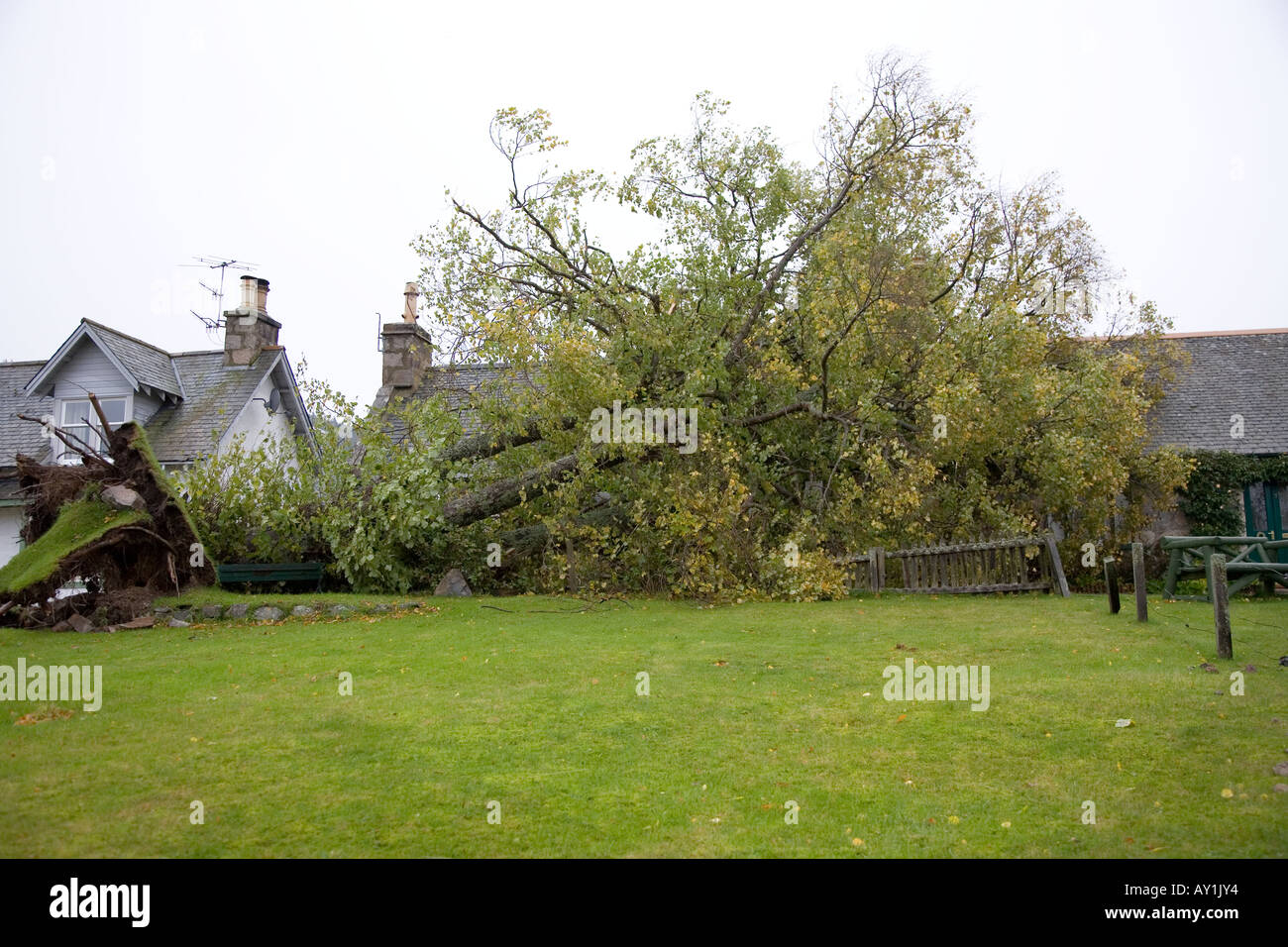Severe damage to park tree hi-res stock photography and images - Alamy