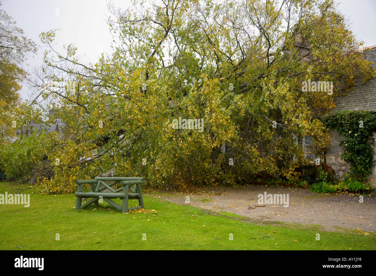 Cairngorms national park leaf hi-res stock photography and images - Alamy