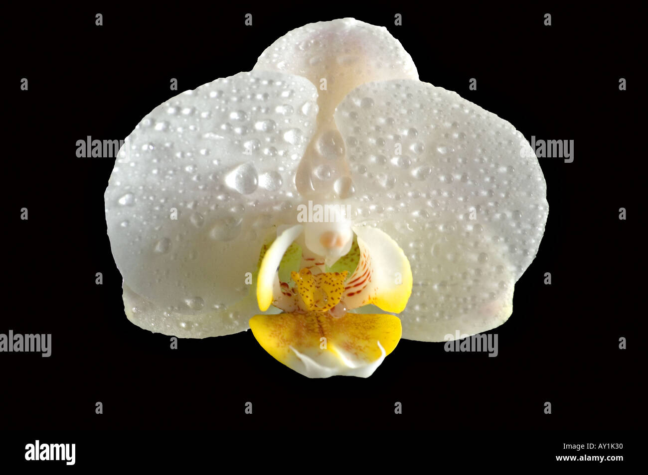 No one color and flower petals bloom close up orchid hi-res stock ...