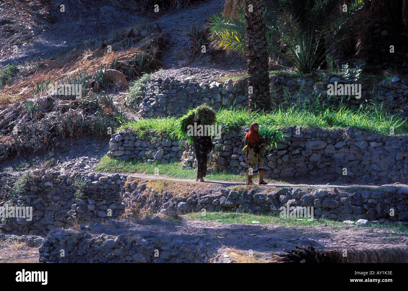 Women working in the field Bilad Sayt village Wadi Bani Hajar Mountains ...