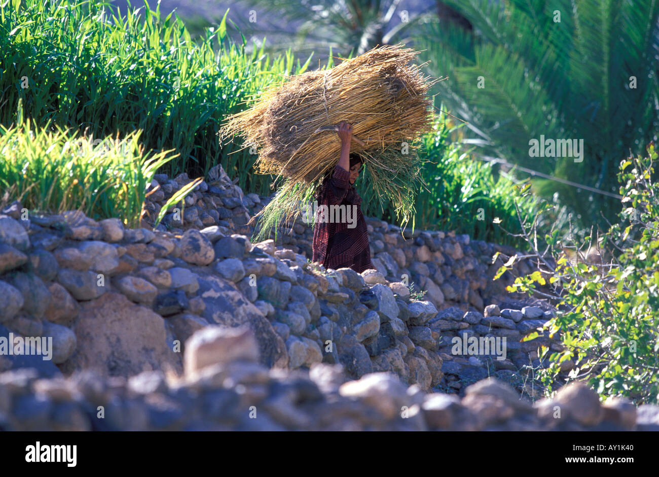 woman working in the field Bilad Sayt village Wadi Bani Hajar Mountains ...