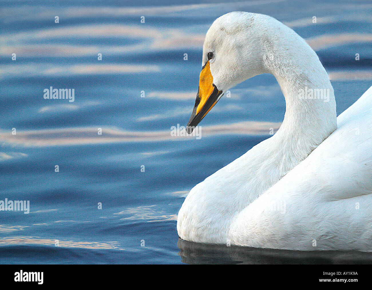 Whooper Swan Cygnus cygnus Martin Mere Lancashire England UK United ...