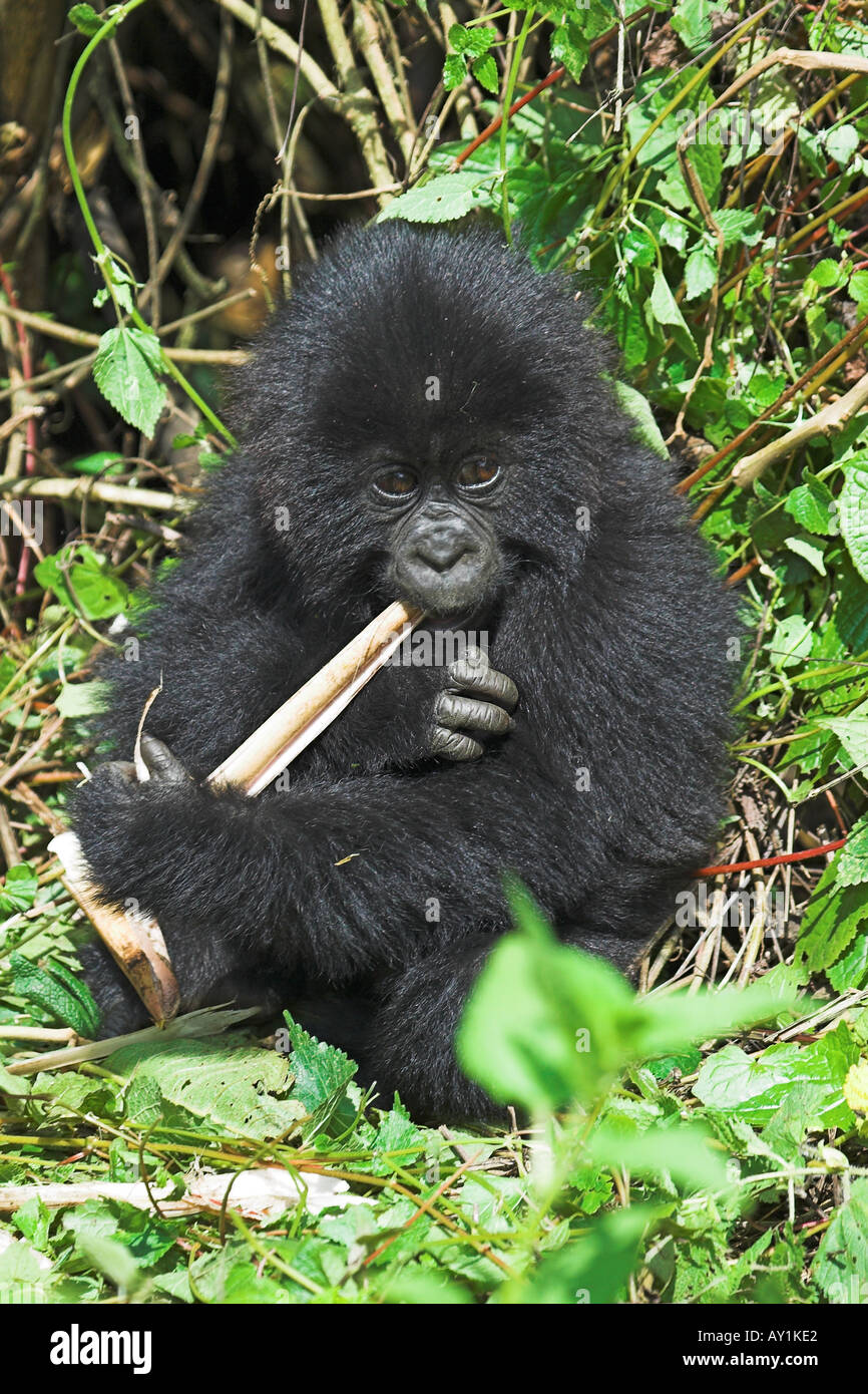 Mountain Gorilla Gorilla Beringei young baby gorilla eating bamboo in ...