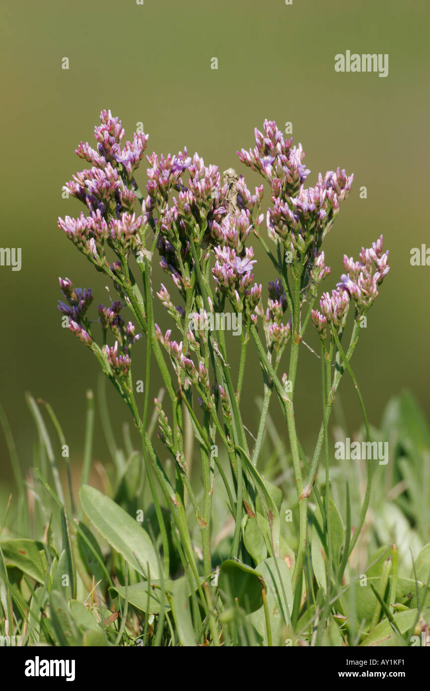 COMMON SEA-LAVENDER Limonium vulgare Stock Photo - Alamy
