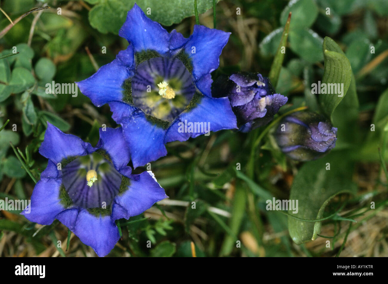 Gentiana sp hi-res stock photography and images - Alamy