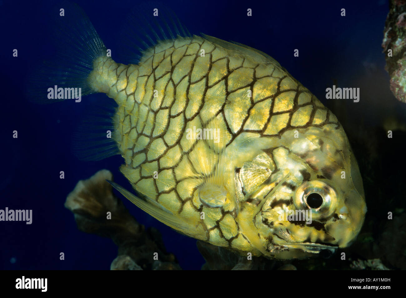 Japanese pinecone fish Monocentris japonicus Aquarium France Stock ...