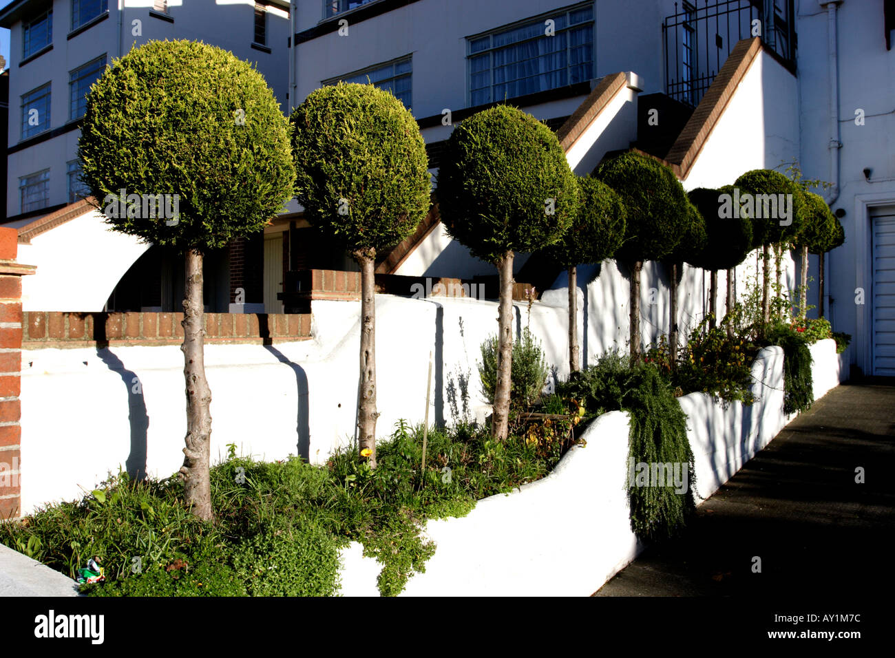 Row of round shaped trees Stock Photo - Alamy