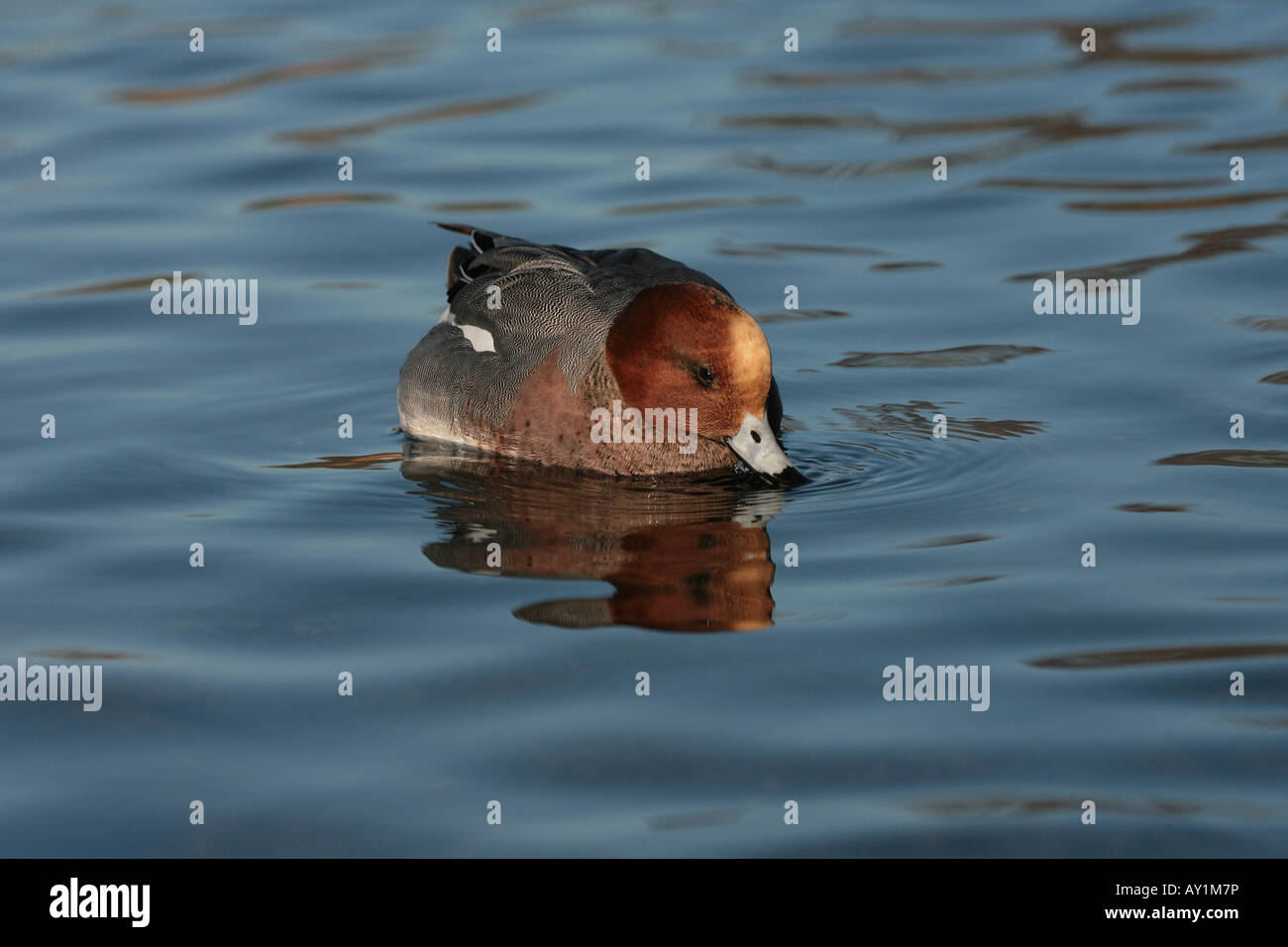 Wigeon male duck Stock Photo - Alamy