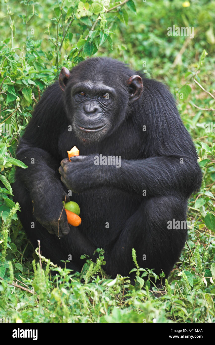 Chimpanzee eating vegetables Pan troglodytes in sanctuary Ngamba Island ...