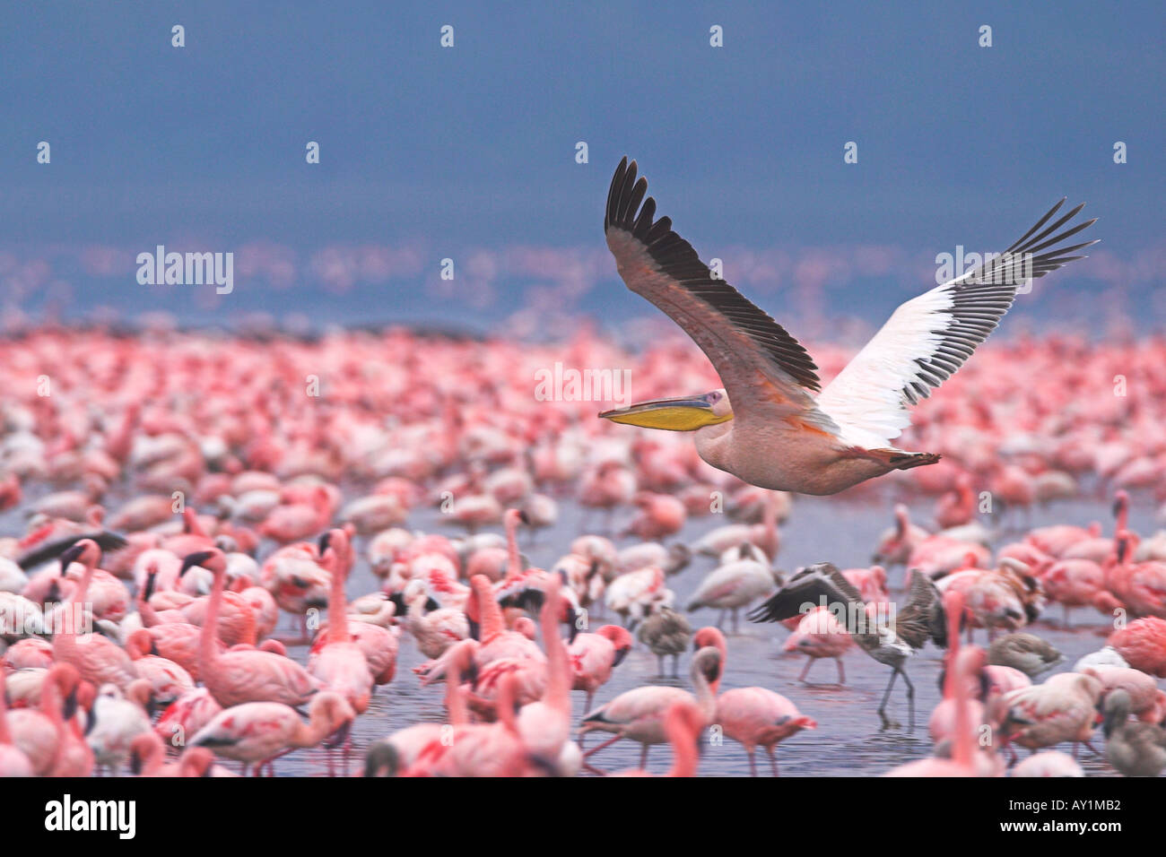 Pelican Pelicanus Onocrotalus flies over lesser and greater pink ...
