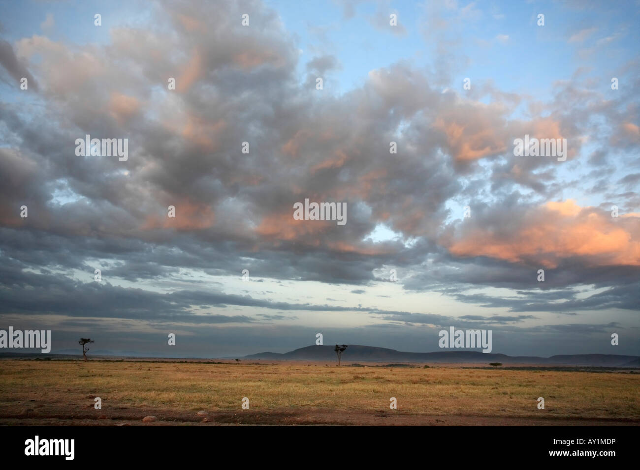 in the beautiful plains of the masai reserve in kenya africa Stock ...