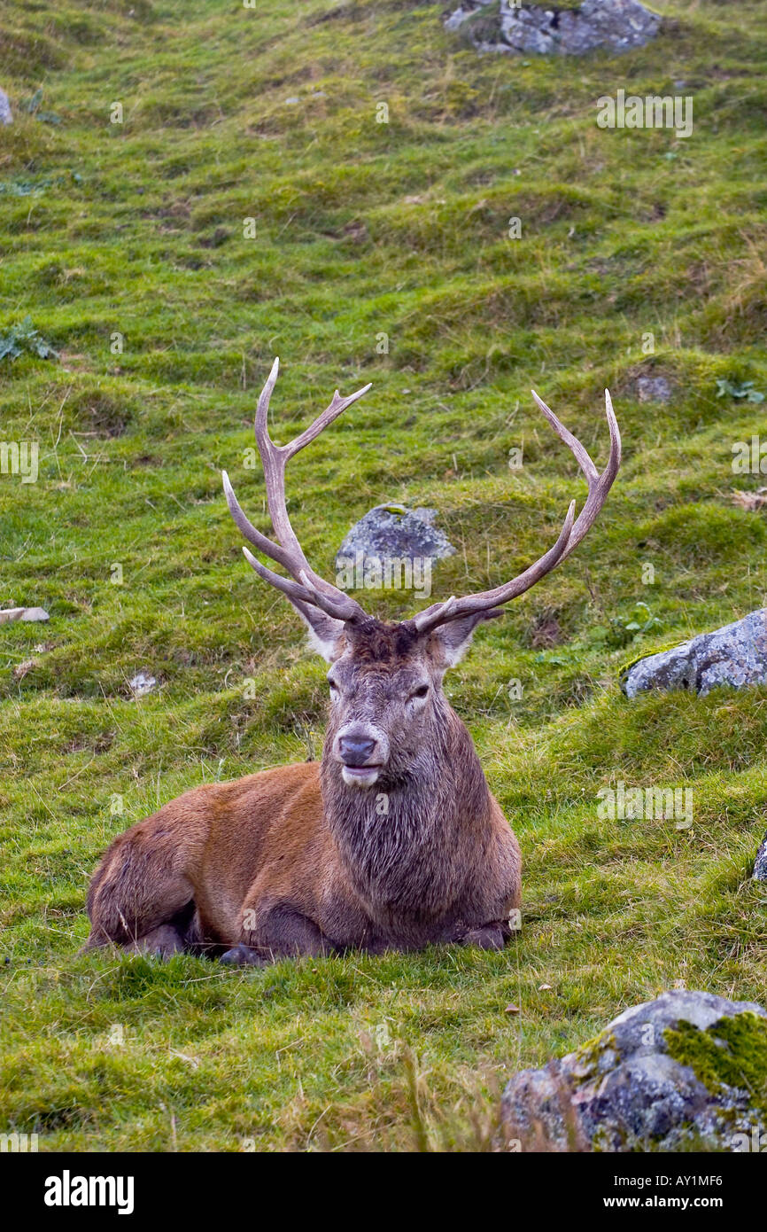 Red Deer Stag, Scotland, UK Stock Photo - Alamy