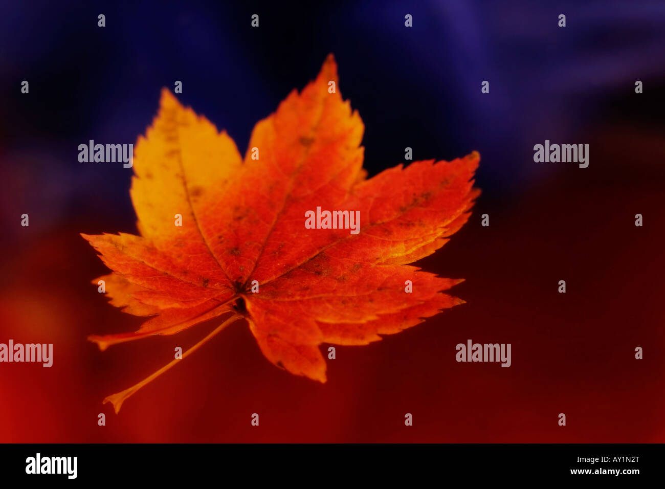 Season fall background leaf hi-res stock photography and images - Alamy