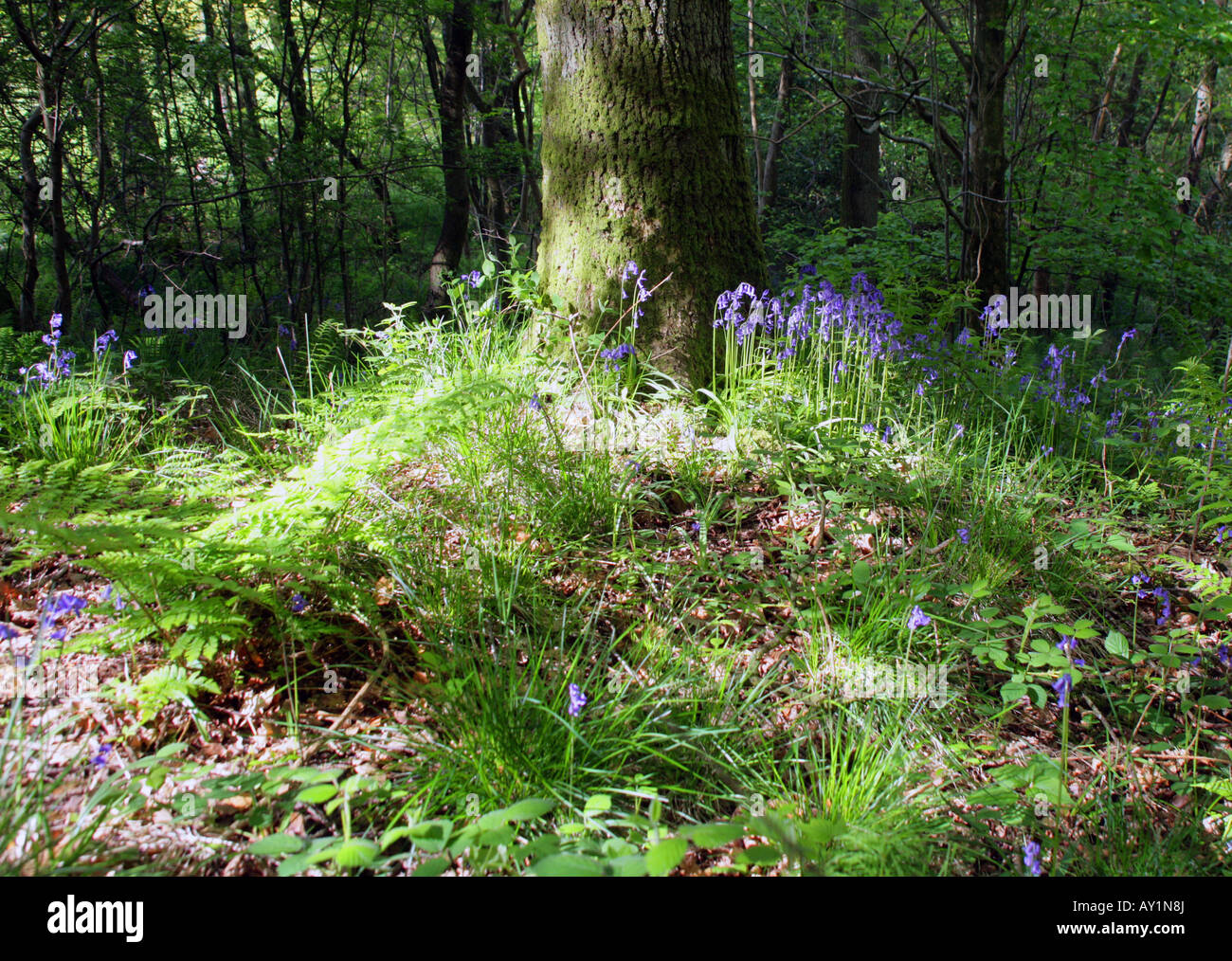 Bluebells of Scotland,photographed in a Woodland Glade by Loch Lomond ...