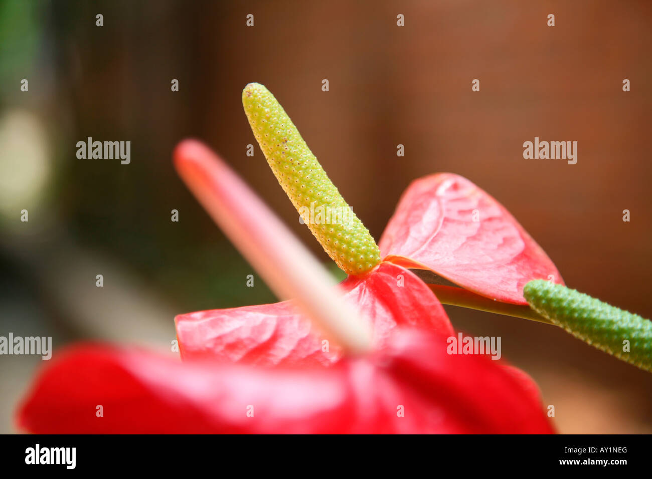Liliopsida hi-res stock photography and images - Alamy