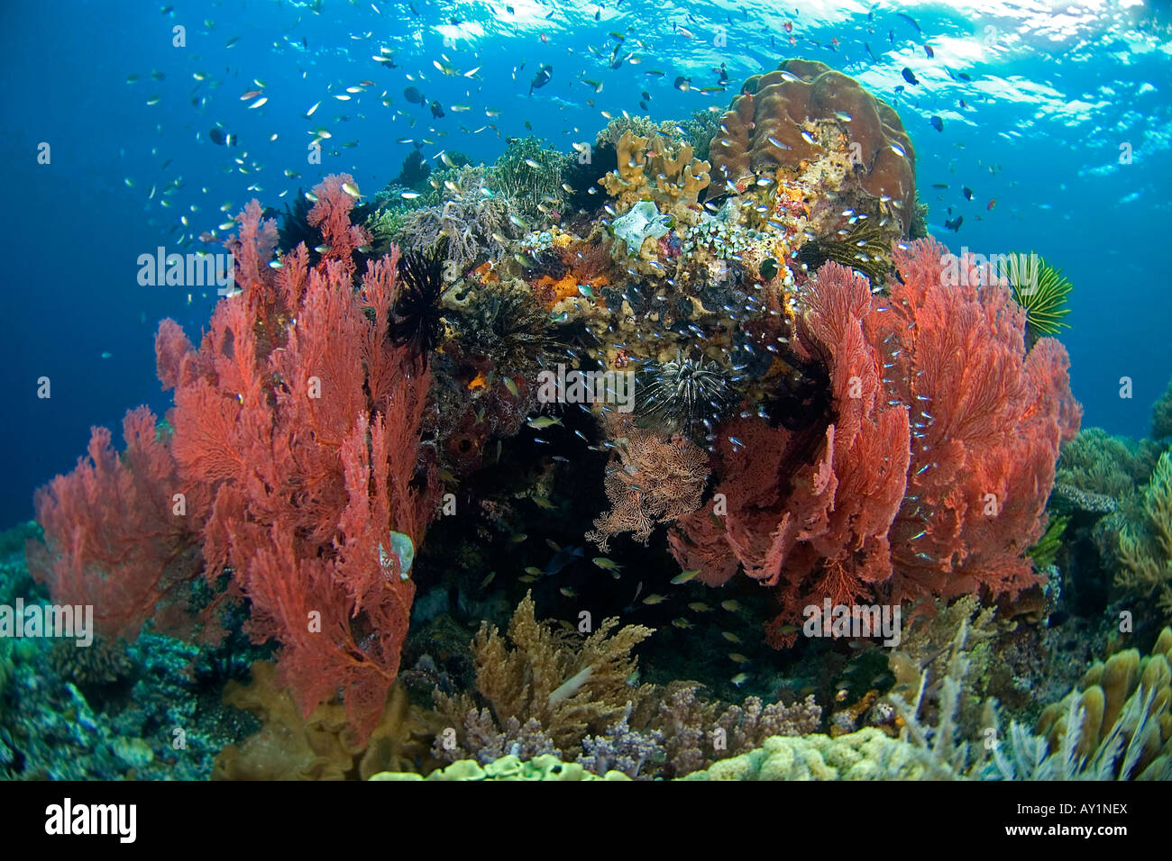 Coral reef in Indonesia, underwater, scuba, diving, ocean, sea ...