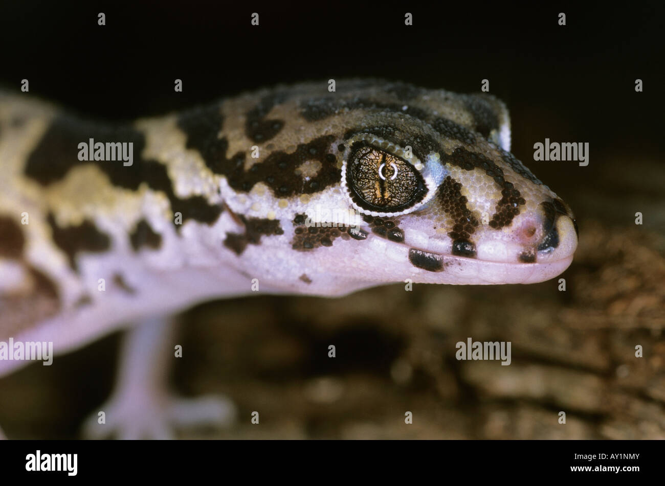 Coleonyx mitratus lizard Nicaragua Stock Photo - Alamy