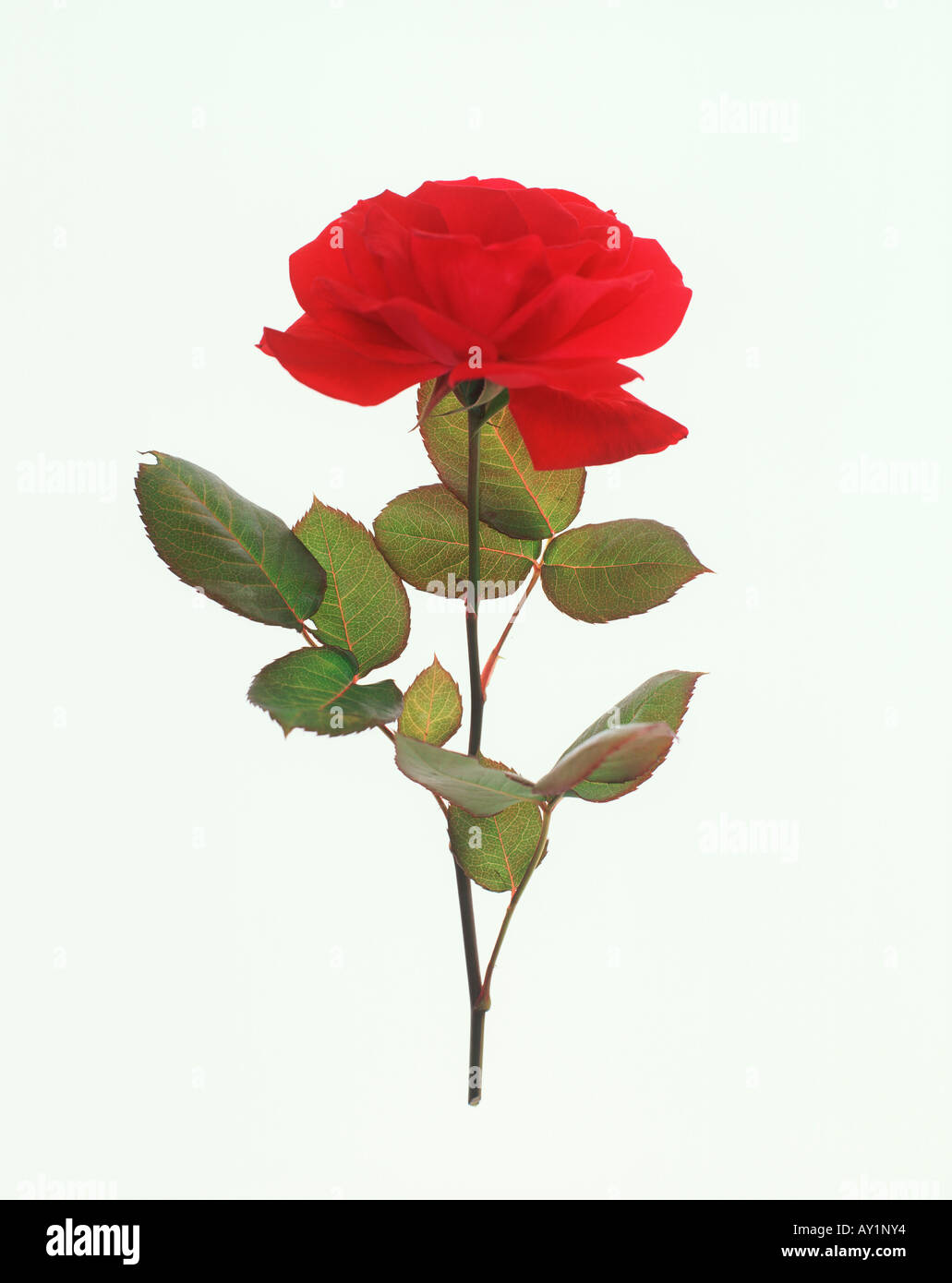 Single rose stem Cut Out Stock Images & Pictures - Alamy