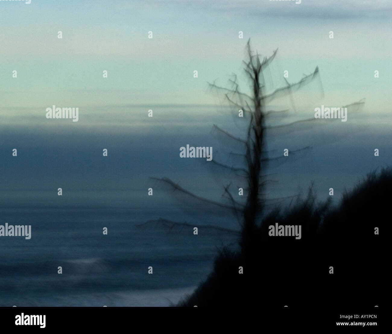 Solitary tree on the Oregon coast Stock Photo - Alamy