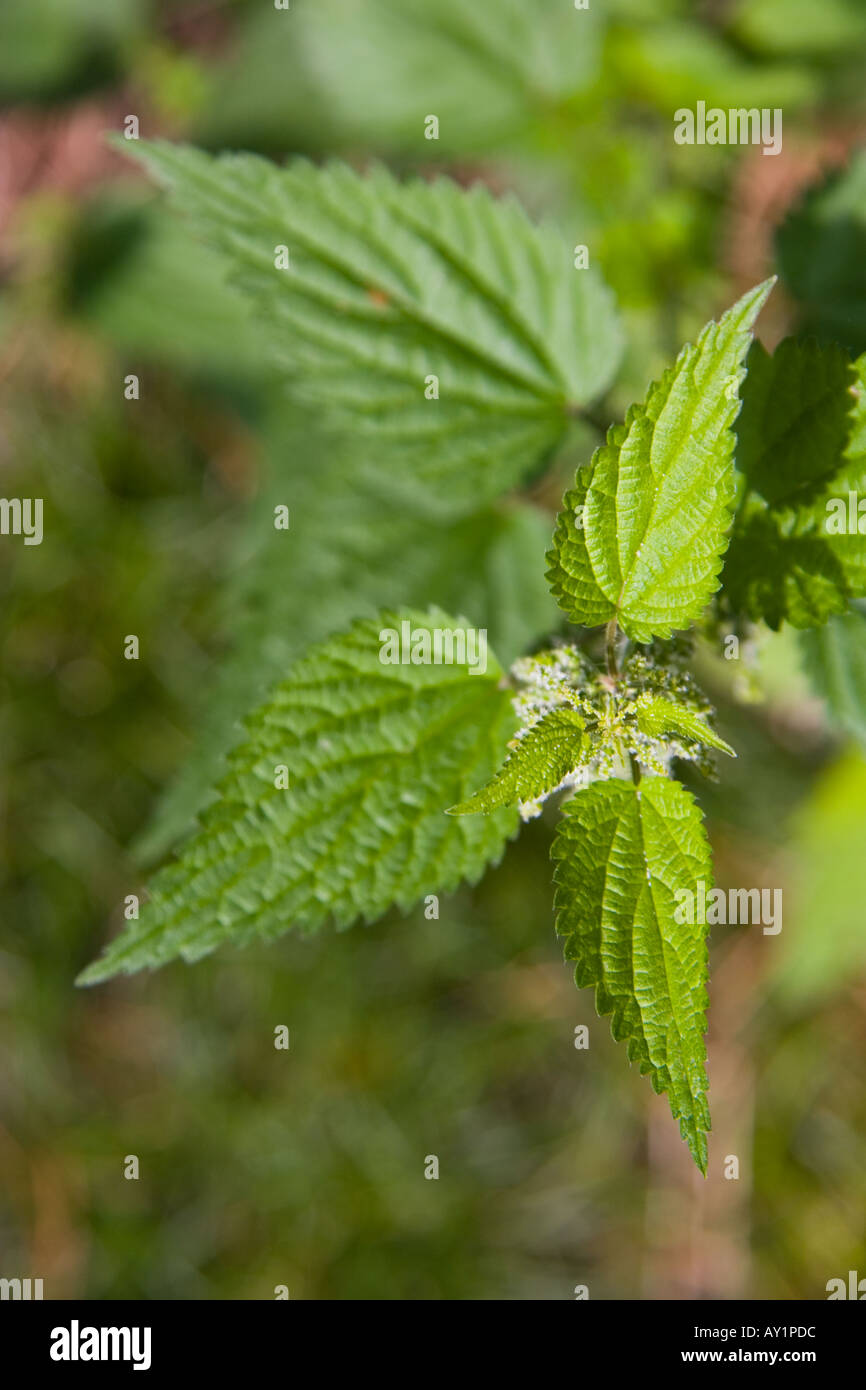 Nettle rash hi-res stock photography and images - Alamy