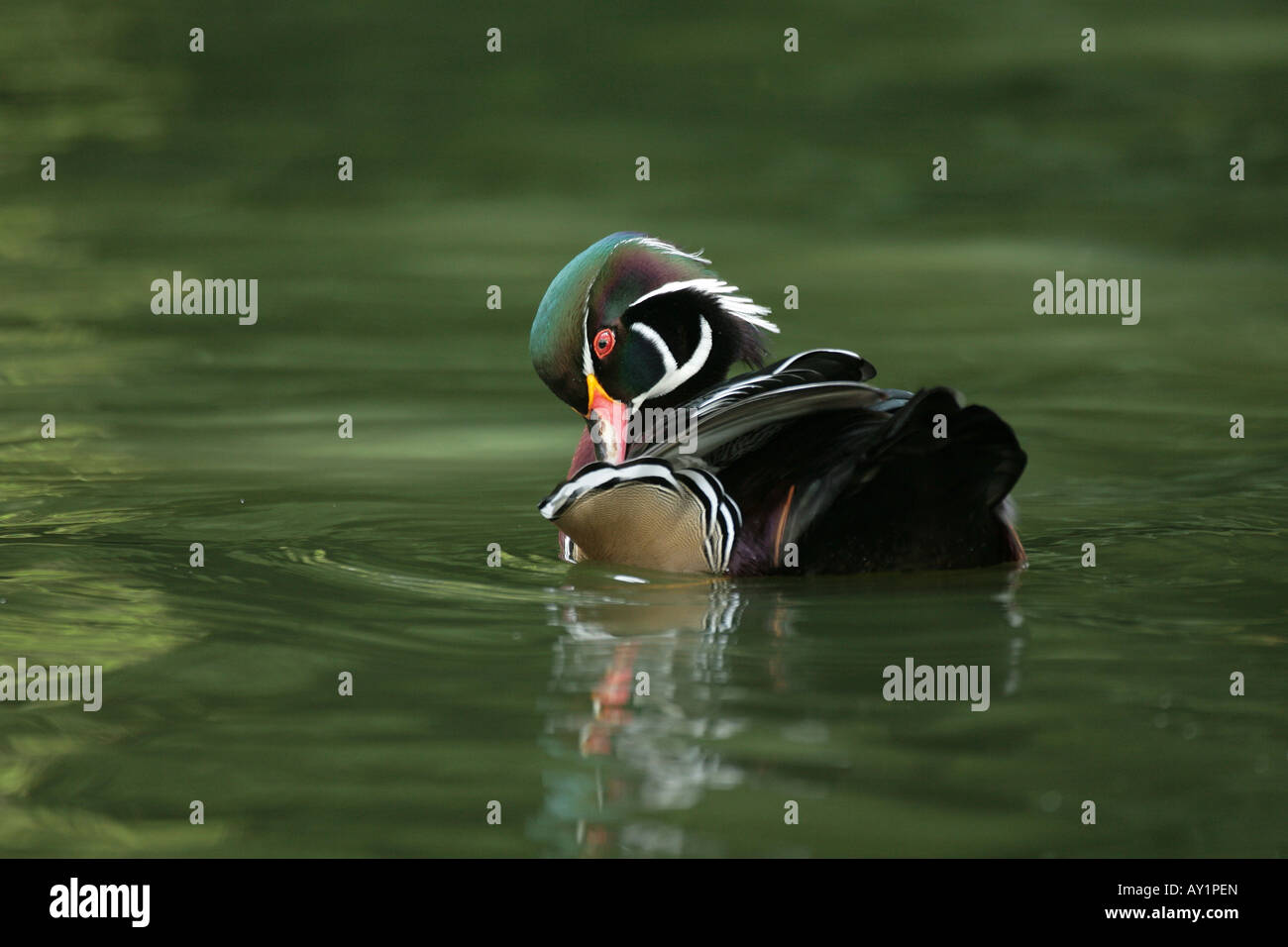 Wood duck preening hi-res stock photography and images - Alamy