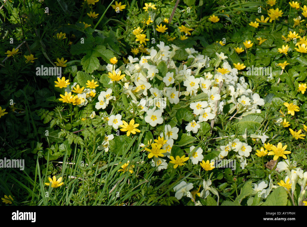 Primrose flowers uk hi-res stock photography and images - Alamy