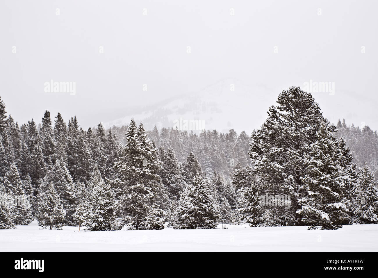 Pine trees snow hi-res stock photography and images - Alamy