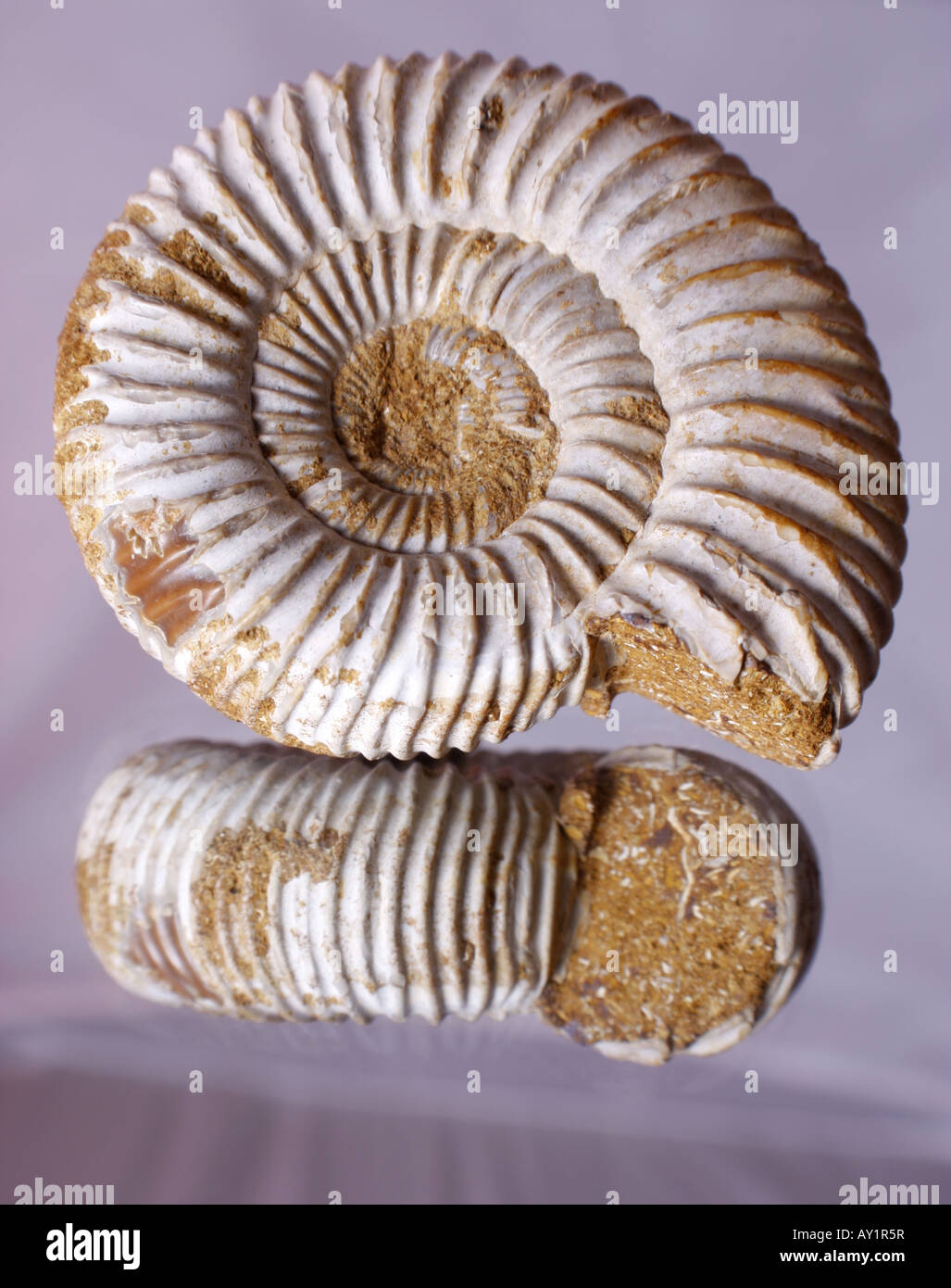 Prehistoric shell hi-res stock photography and images - Alamy