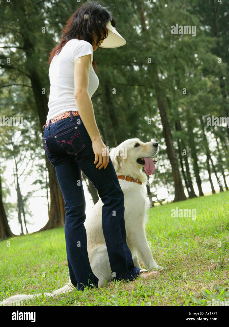 Rear view cute labrador retriever hi-res stock photography and images ...