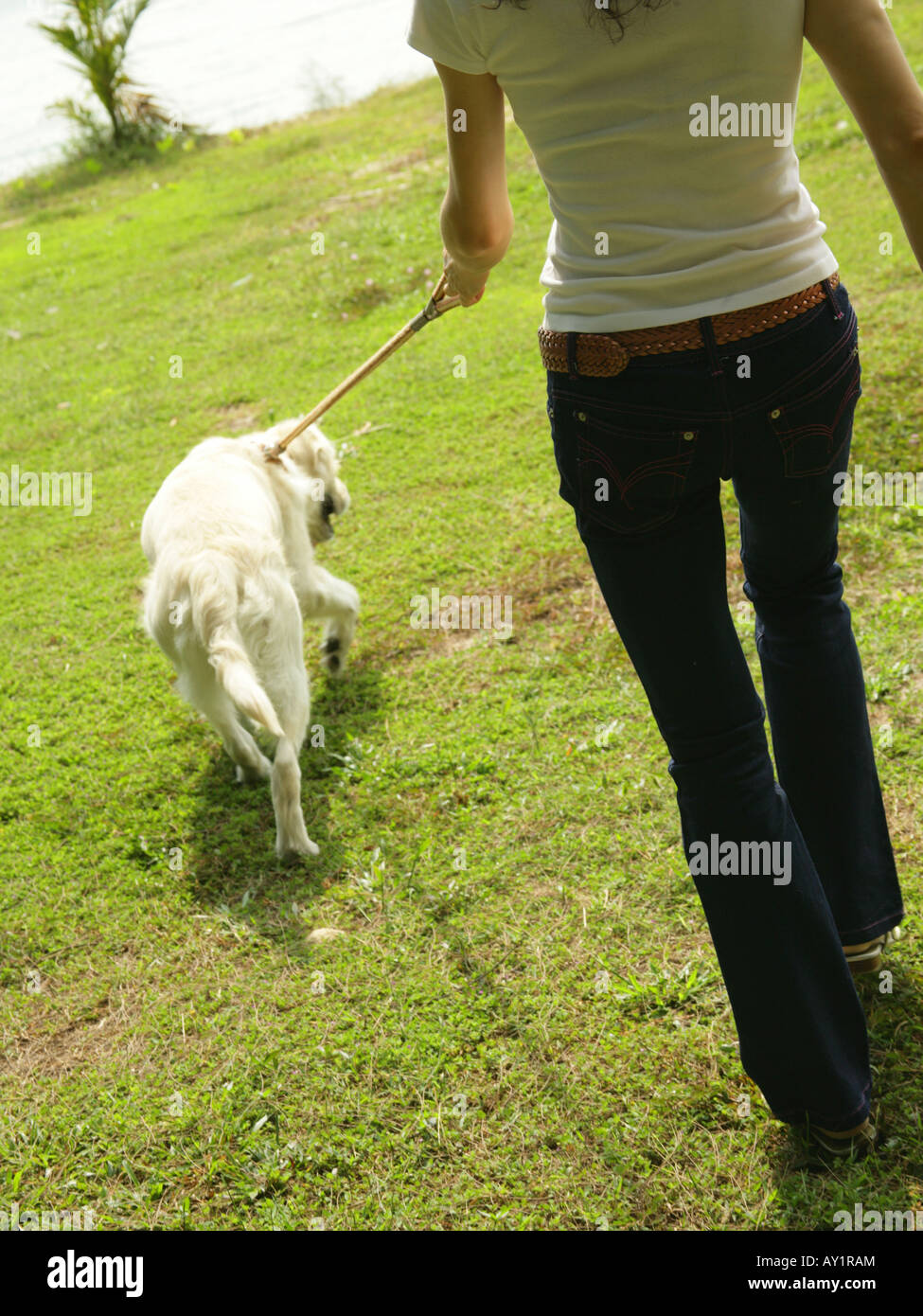 Low section view of a mid adult woman walking with a Labrador retriever ...