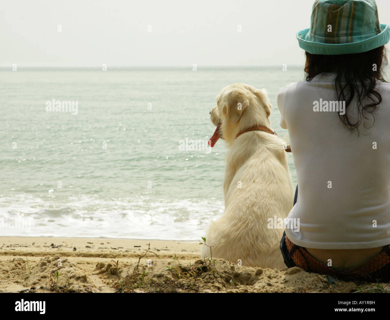 Labrador sitting on beach, rear view hi-res stock photography and ...