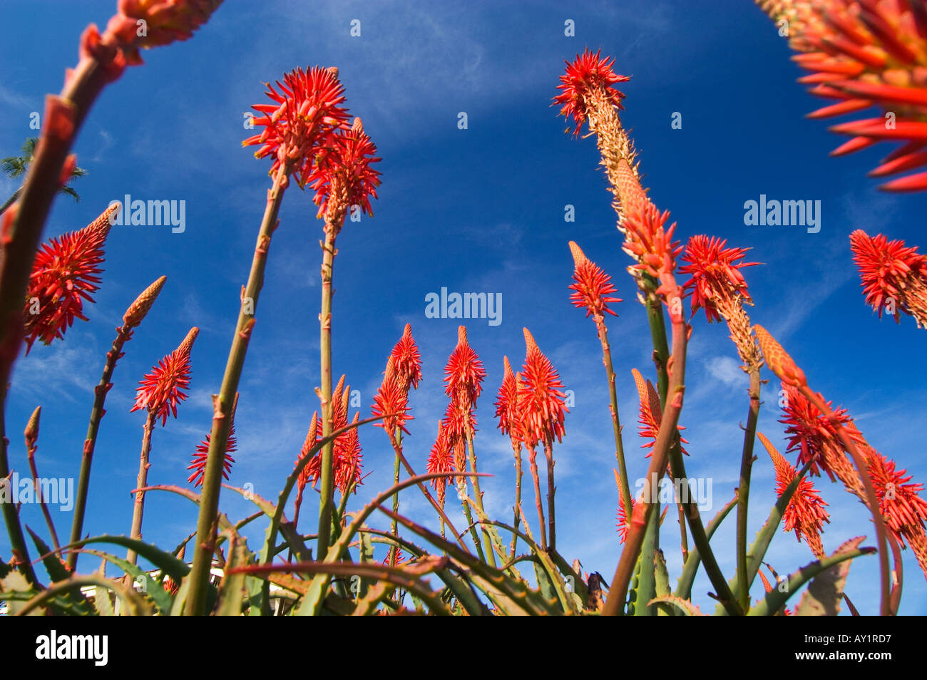 Blue sky blooms hi-res stock photography and images - Alamy
